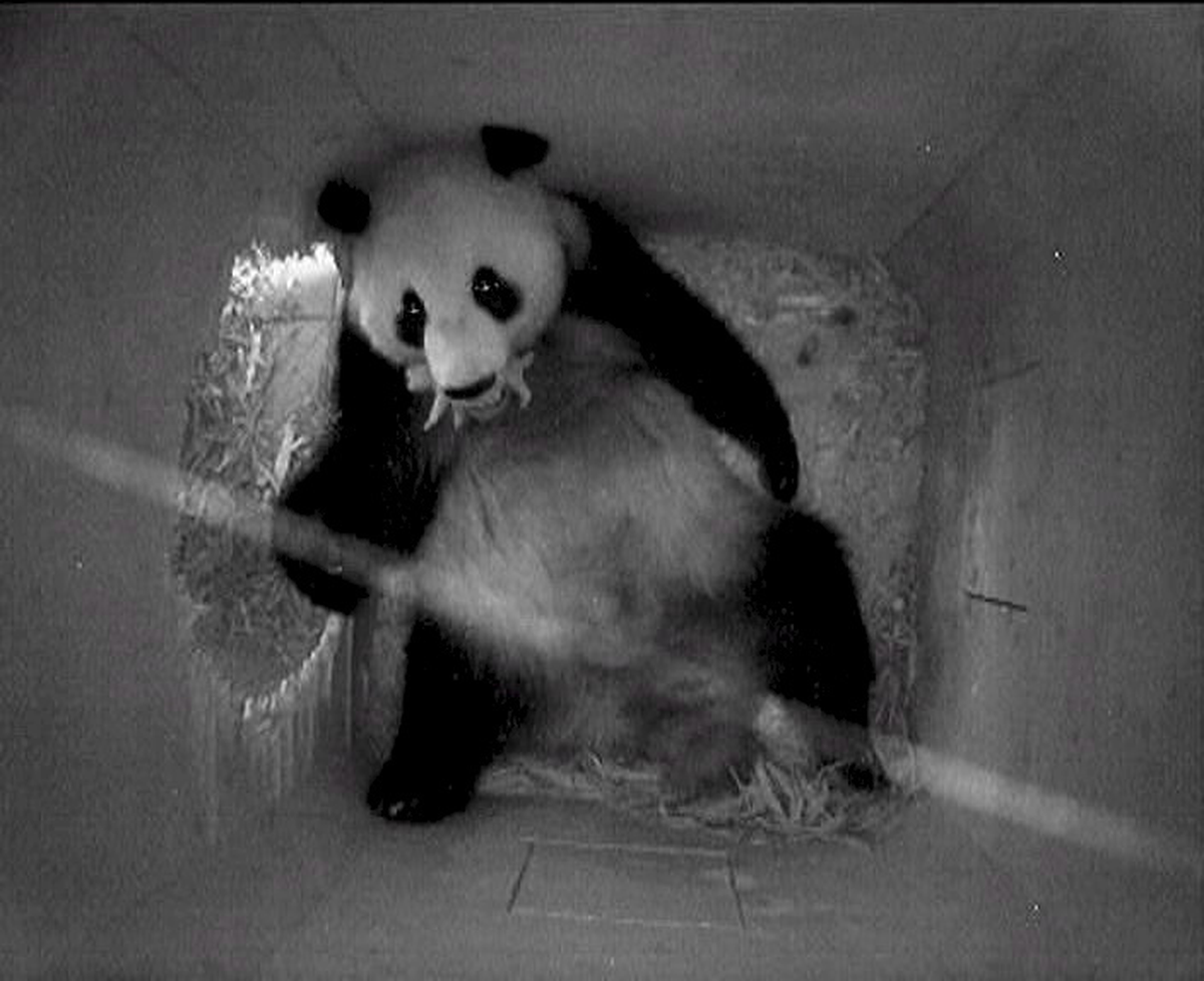 Doğal Yolla Gebe Kalan Panda Doğum Yaptı - Haberler