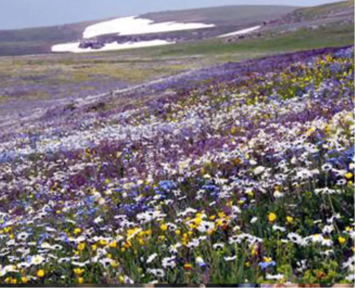 Yaylada Yaz ve Kış Yan Yana - Son Dakika