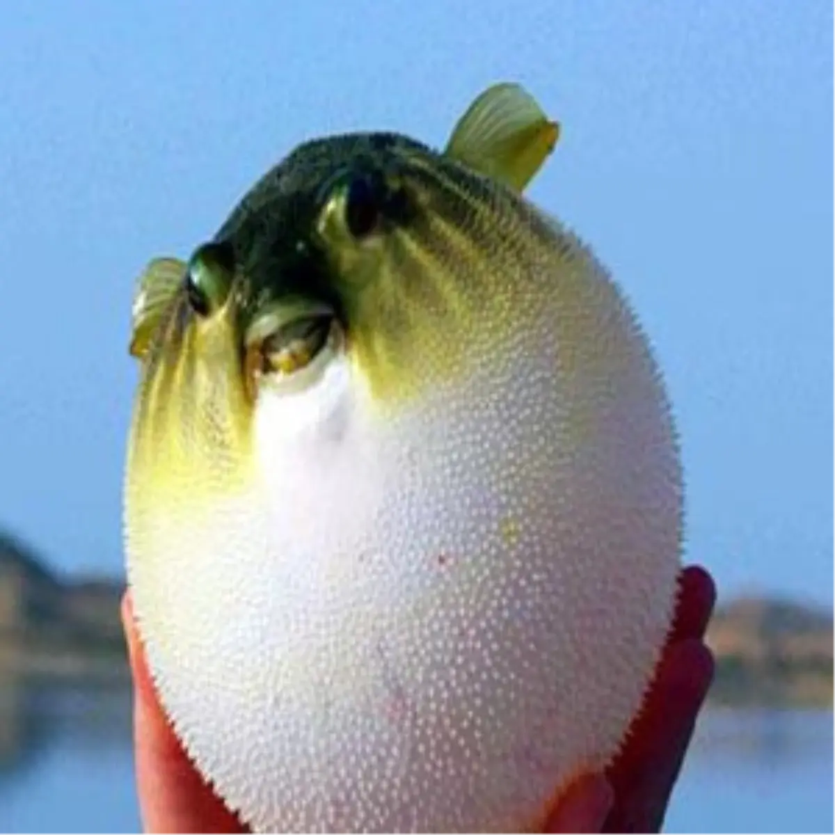 Bodrum Sahillerinde Balon Balığı Alarmı - Haberler