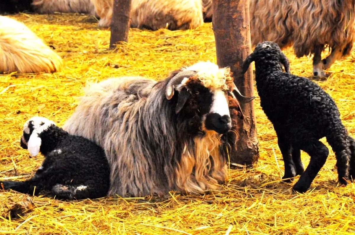 Of Koyunu Çifter Çifter Kuzuluyor - Haberler