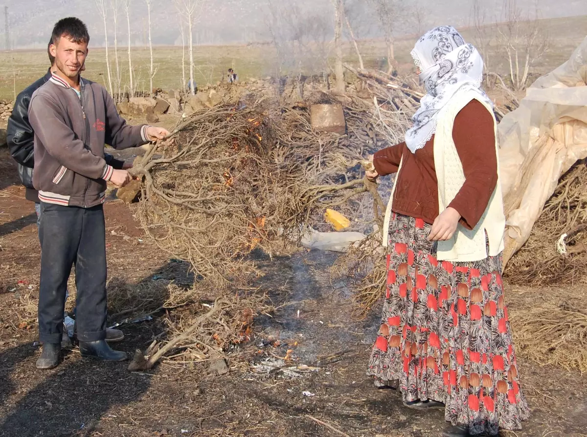 Saman Yerine Dikenli Ot - Son Dakika