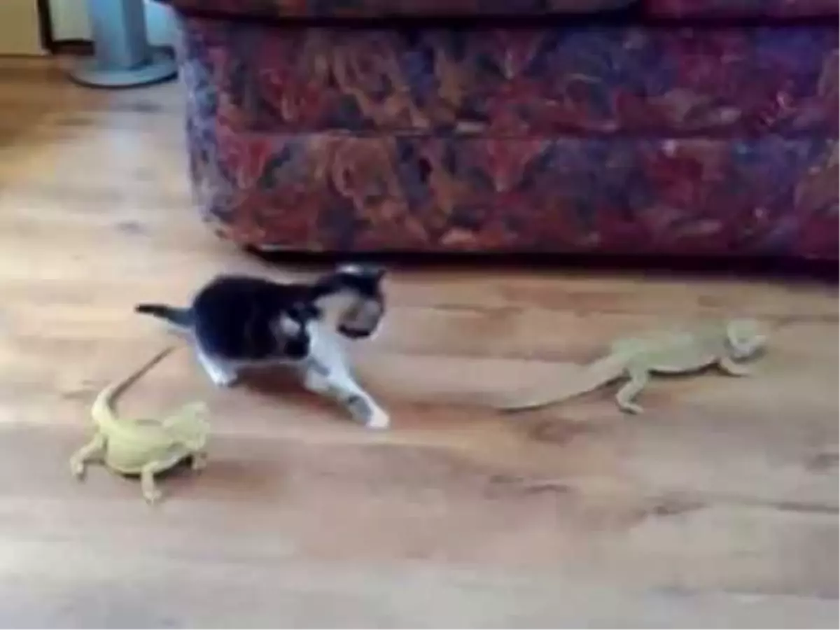 İguanadan Korkan Yavru Kedi Çıldırdı - Son Dakika