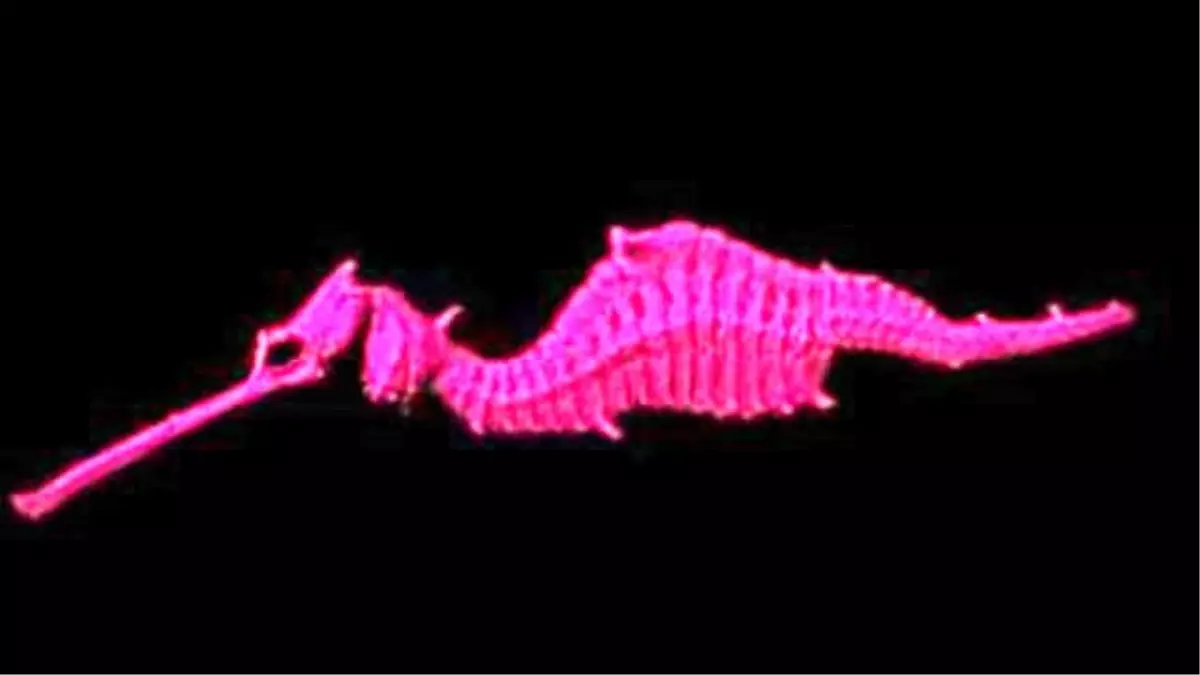 Scientists Discover Ruby Red Seadragon - Haberler
