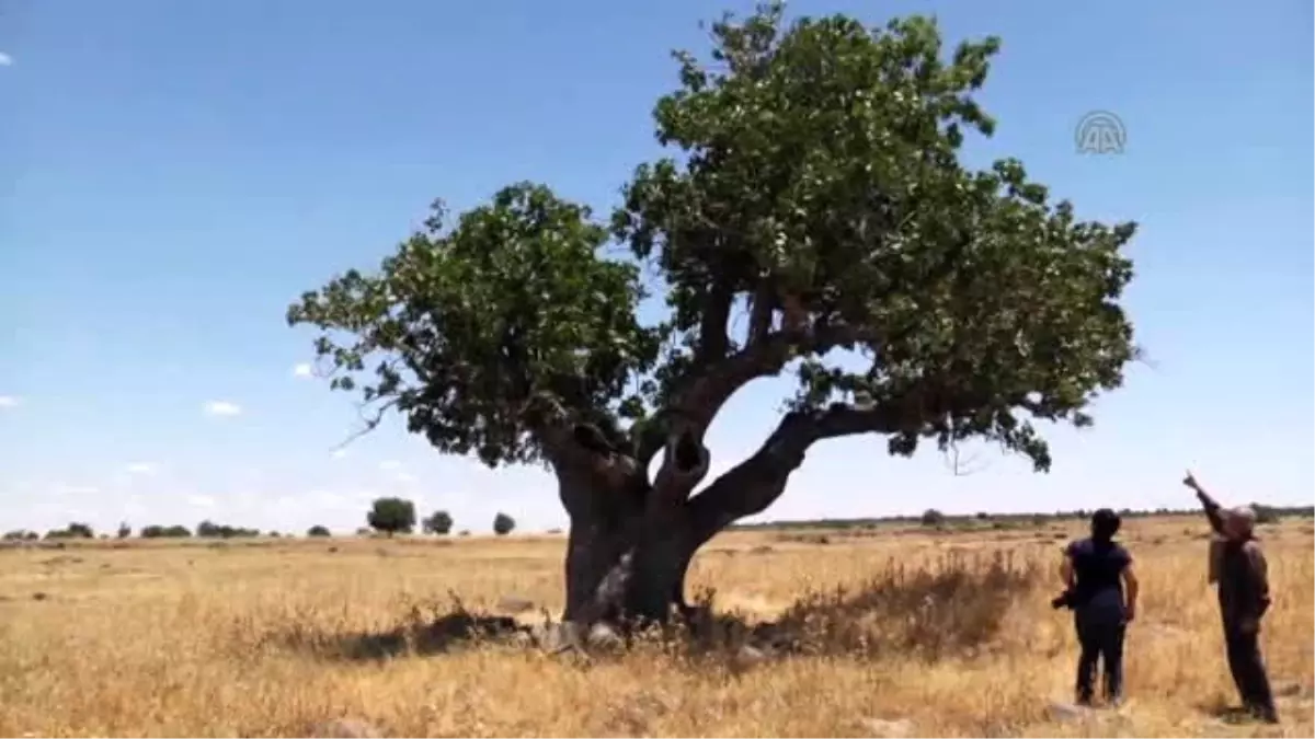 Türkiye'nin En Yaşlı Fıstık Ağacı, Antep'te' - Son Dakika