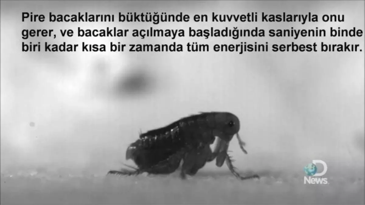 Pireler Nasıl Zıplar? - Son Dakika