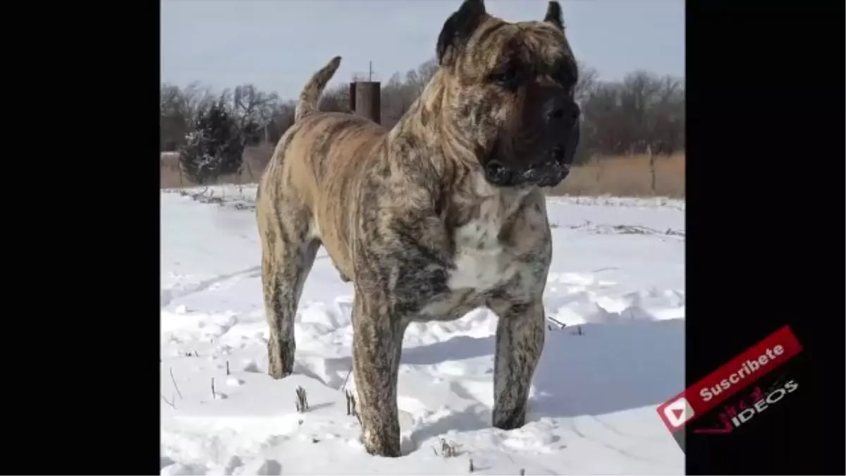 Las 10 Razas de Perros Mas Grandes Y Fuertes Del Mundo 2015 - Son Dakika