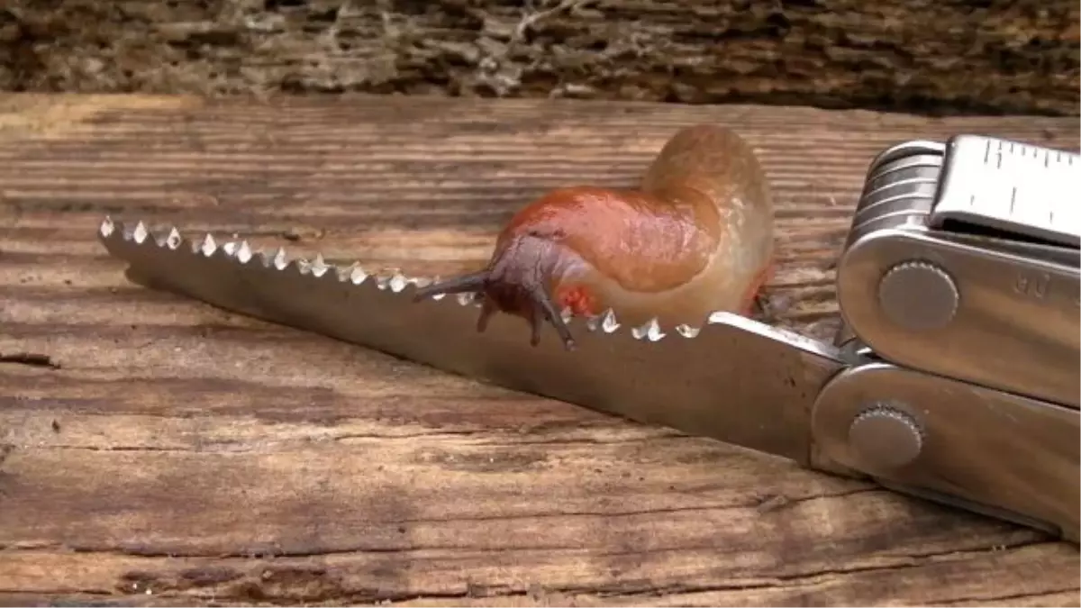 Sümüklü Böcek ve Jilet - Son Dakika