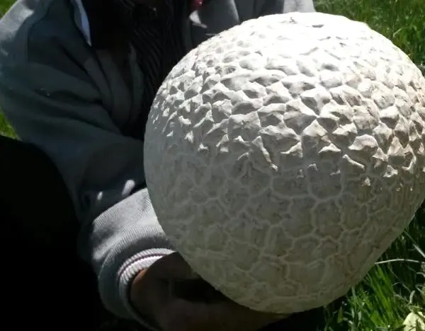 Futbol Topu Büyüklüğündeki Mantar Şaşırttı - Son Dakika