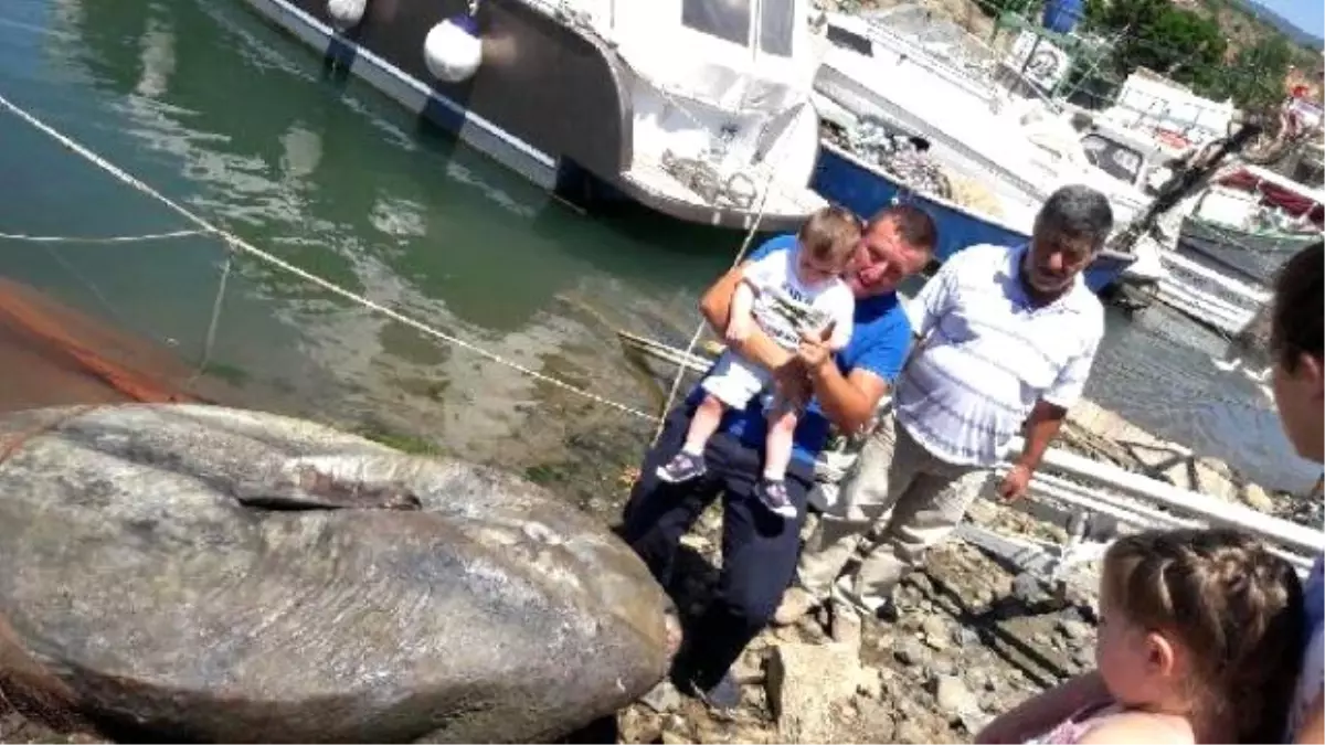 Gemlik'te Balıkçılar Ay Balığı Yakaladı - Son Dakika