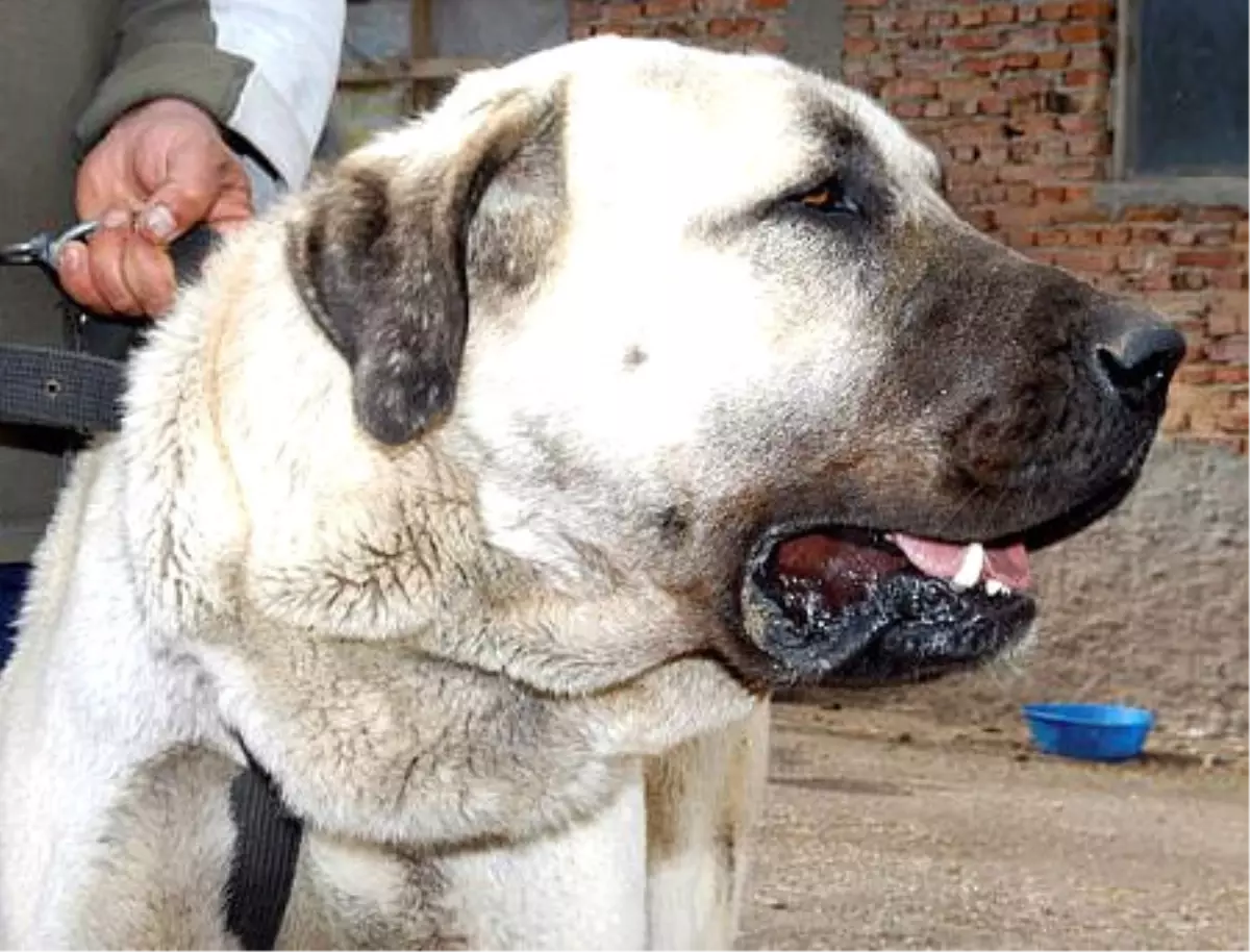Konsolosluk Önünde Kangallı Protesto - Son Dakika