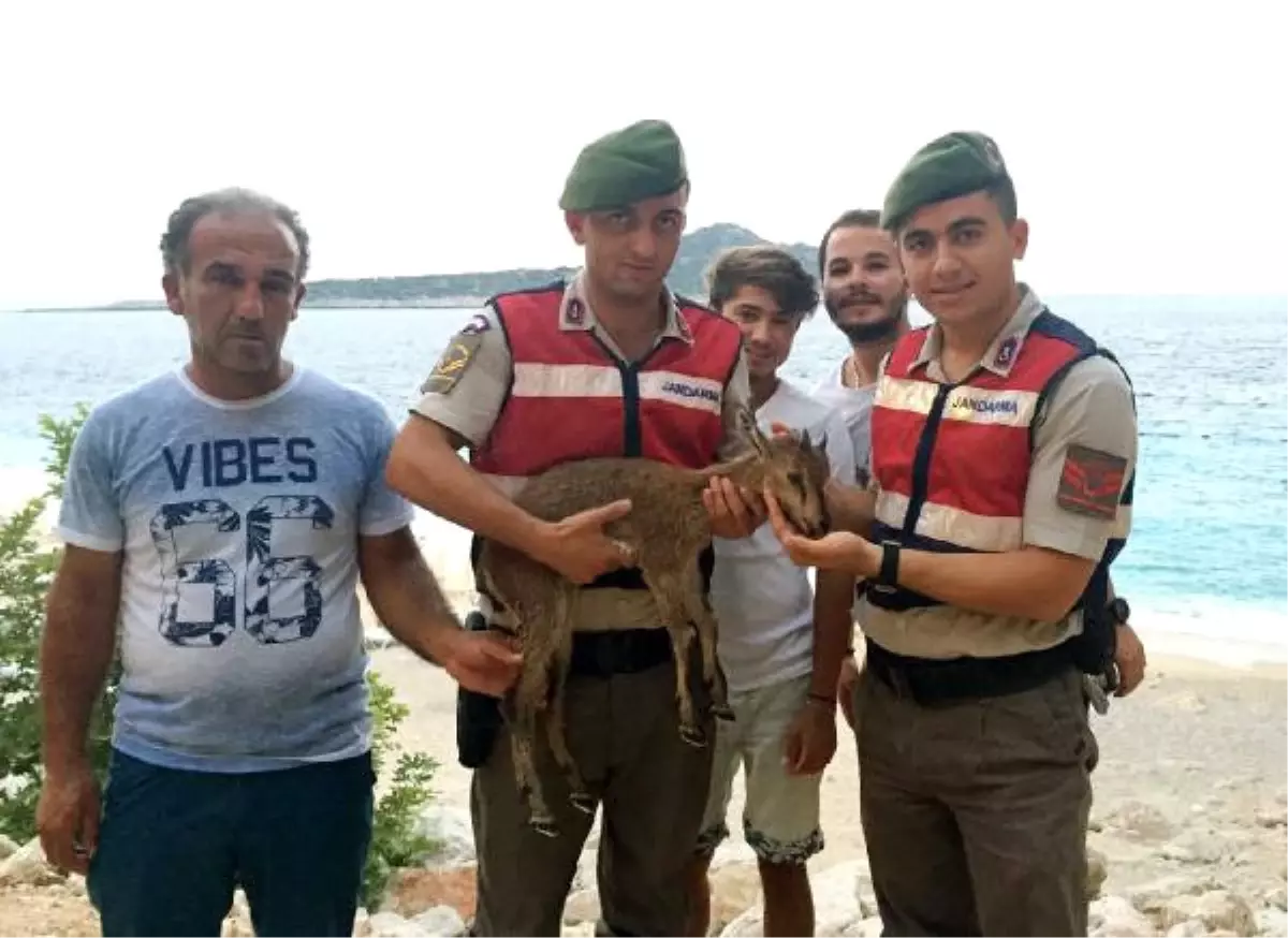Kayalıklardan Denize Düşen Yavru Dağ Keçisi Kurtarıldı - Son Dakika Kayalıklardan Denize Düşen Yavru Dağ Keçisi Kurtarıldı - Son Dakika