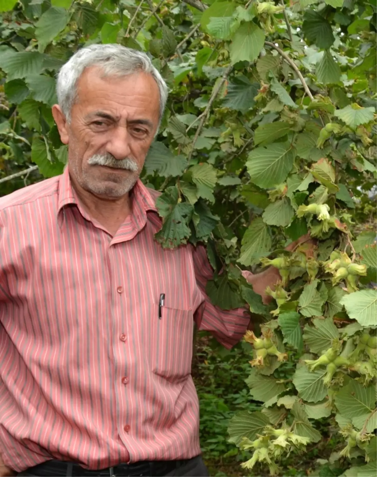 Fındık Fiyatına Tepkiler - Son Dakika