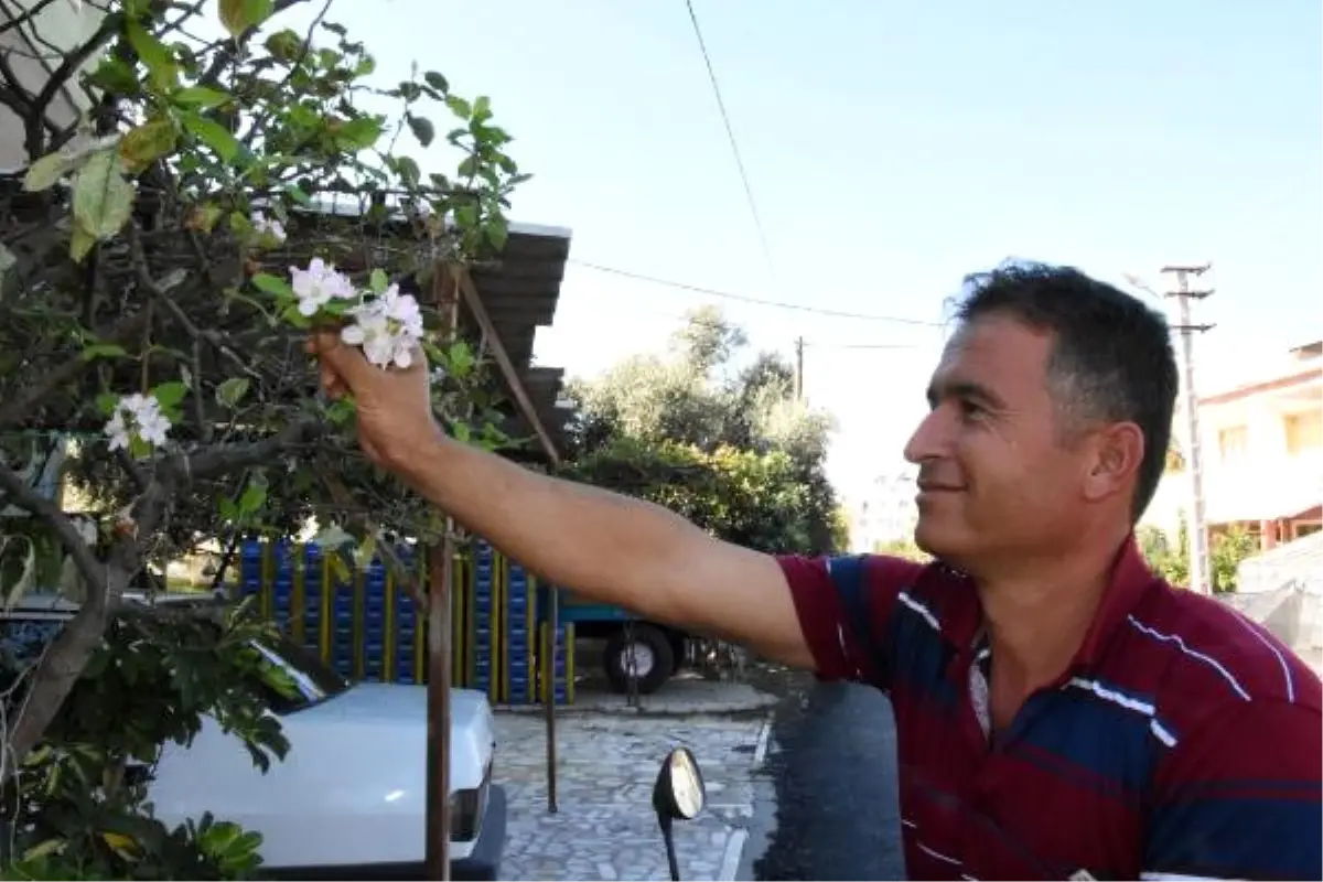 Elma Ağacı, Kasımda Çiçek Açtı - Son Dakika