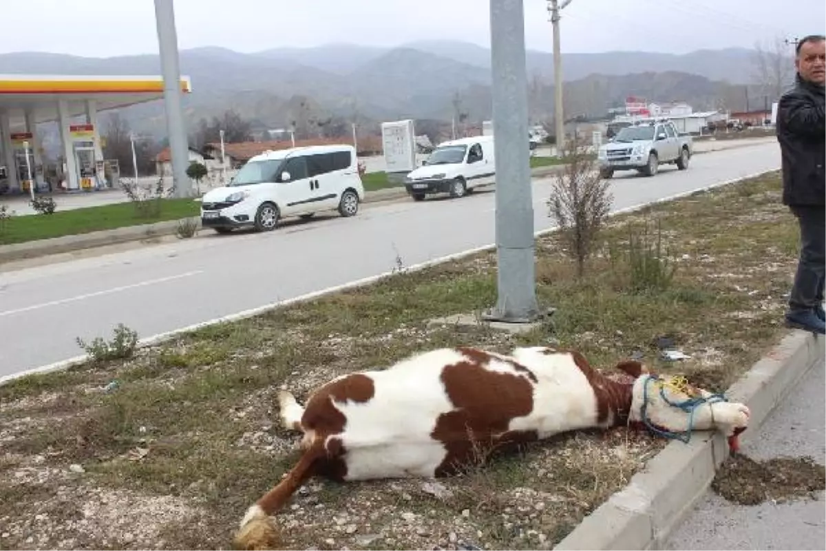 Otomobil İneğe Çarptı - Son Dakika