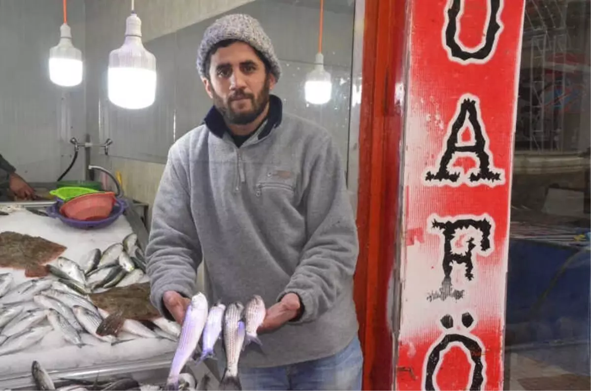 Tezgahlarda Kefal Bolluğu - Son Dakika