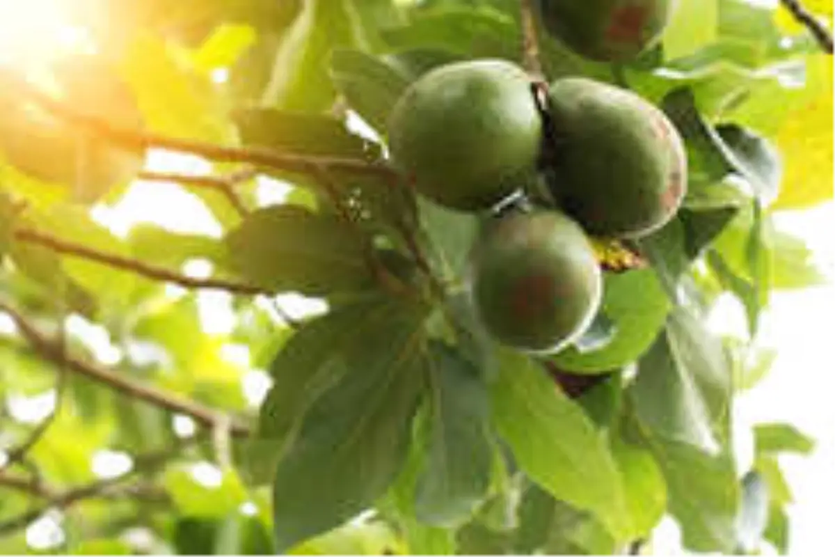 Evde Avokado Nasıl Yetiştirilir? - Son Dakika