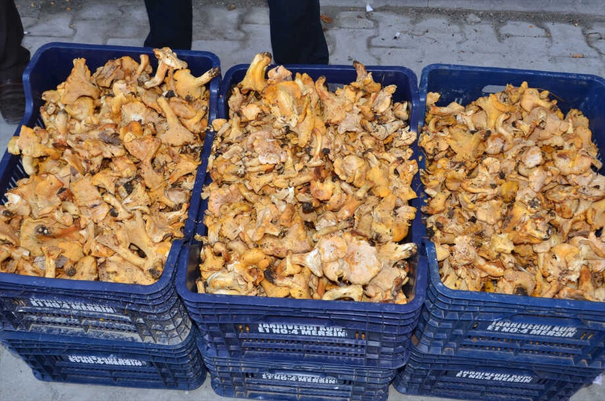 Tavuk Ayağı Mantarı 8 Liradan Alıcı Buluyor - Son Dakika