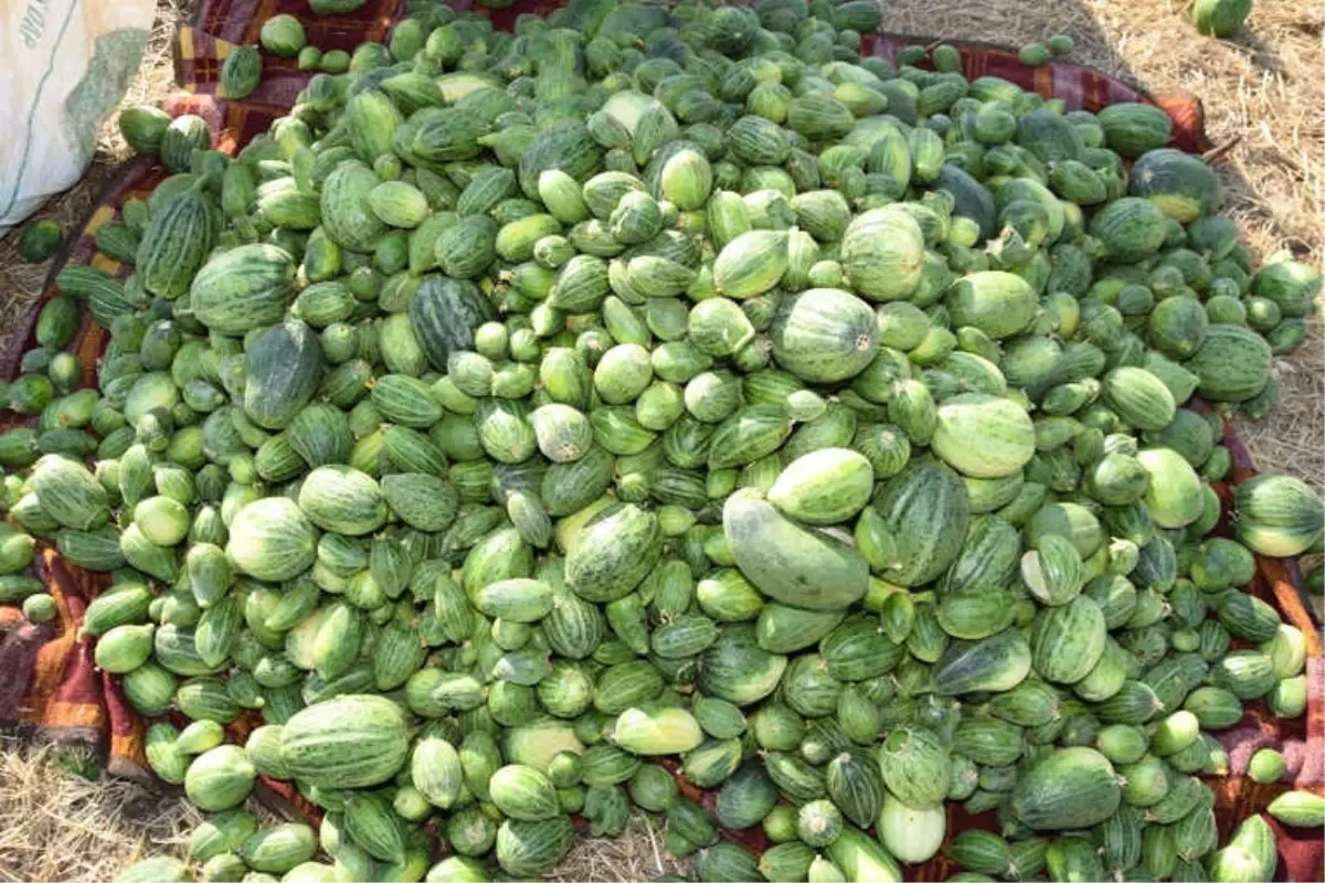 Adı 'Şelengo' : Hasadı Başladı - Son Dakika