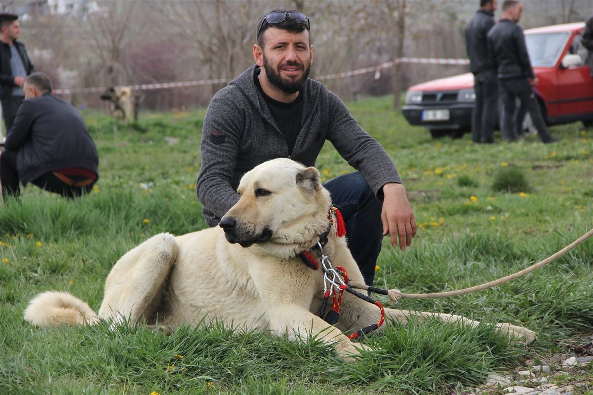 Türk Çoban Köpekleri Festivali - Son Dakika