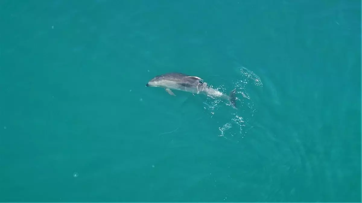 Sevimli Yunuslar İstanbul boğazında - Son Dakika