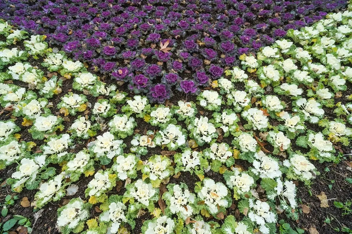 Malatya'da kavşaklar hercai menekşe ve süs lahanasıyla renklenecek ...