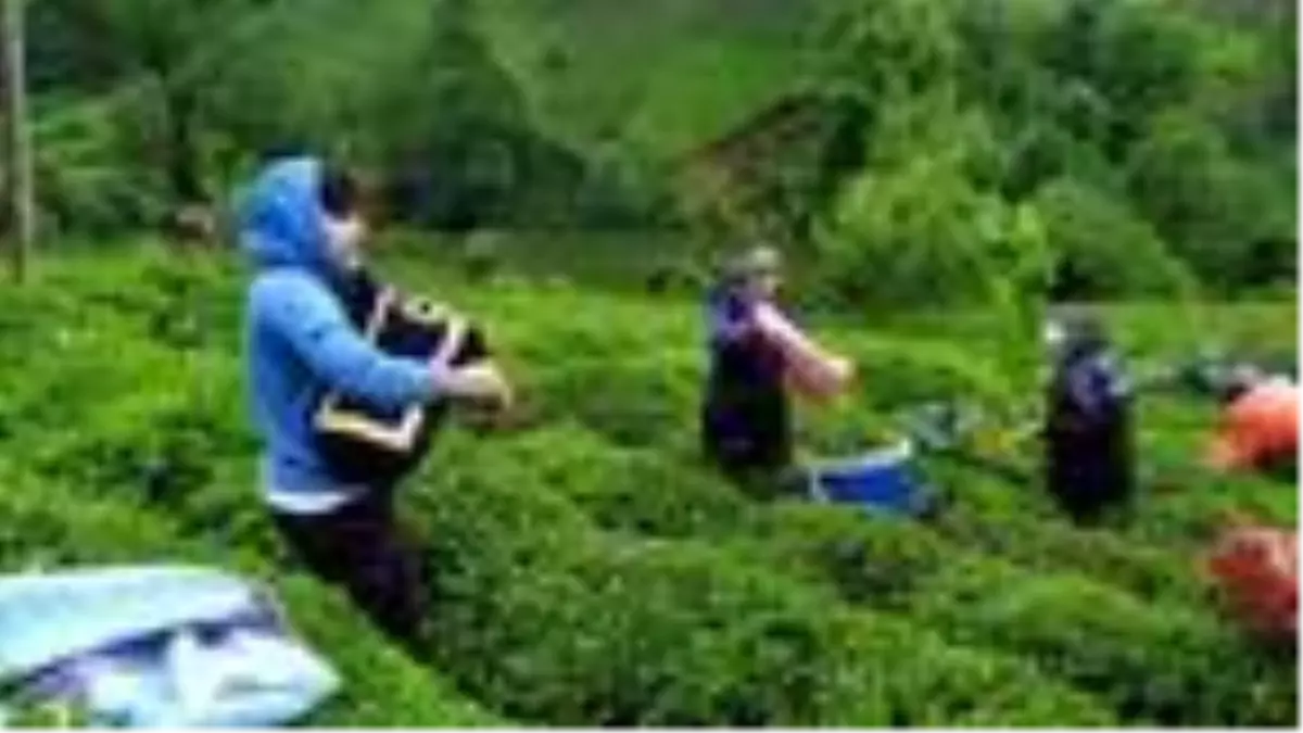 Tulum eşliğinde çay hasadı - Son Dakika