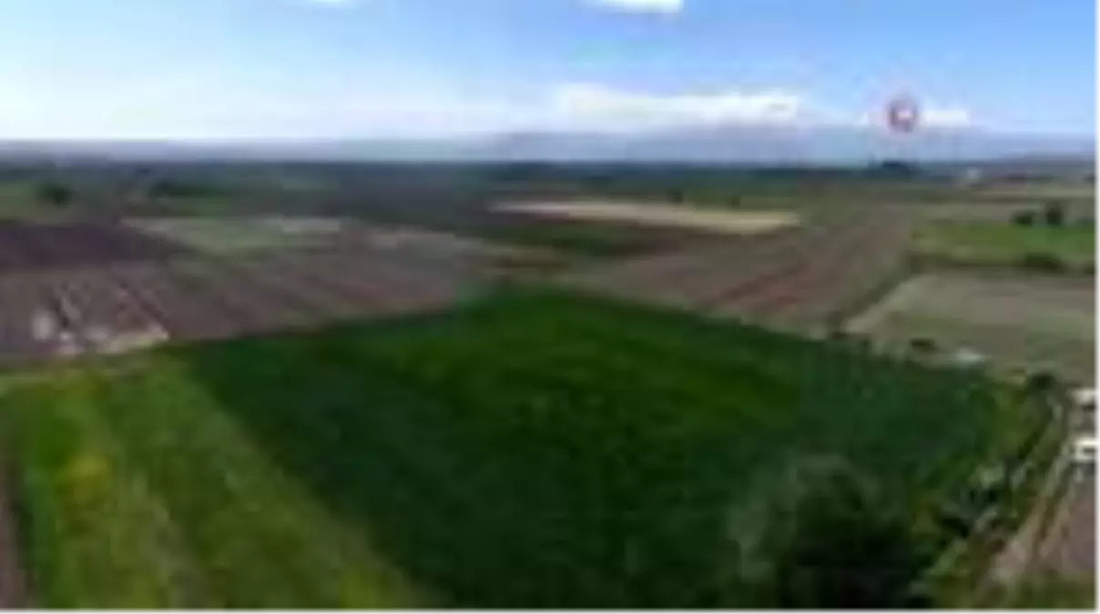 Kayseri'de kuru yem bezelyesinin ilk hasadı başarı ile yapıldı - Son Dakika