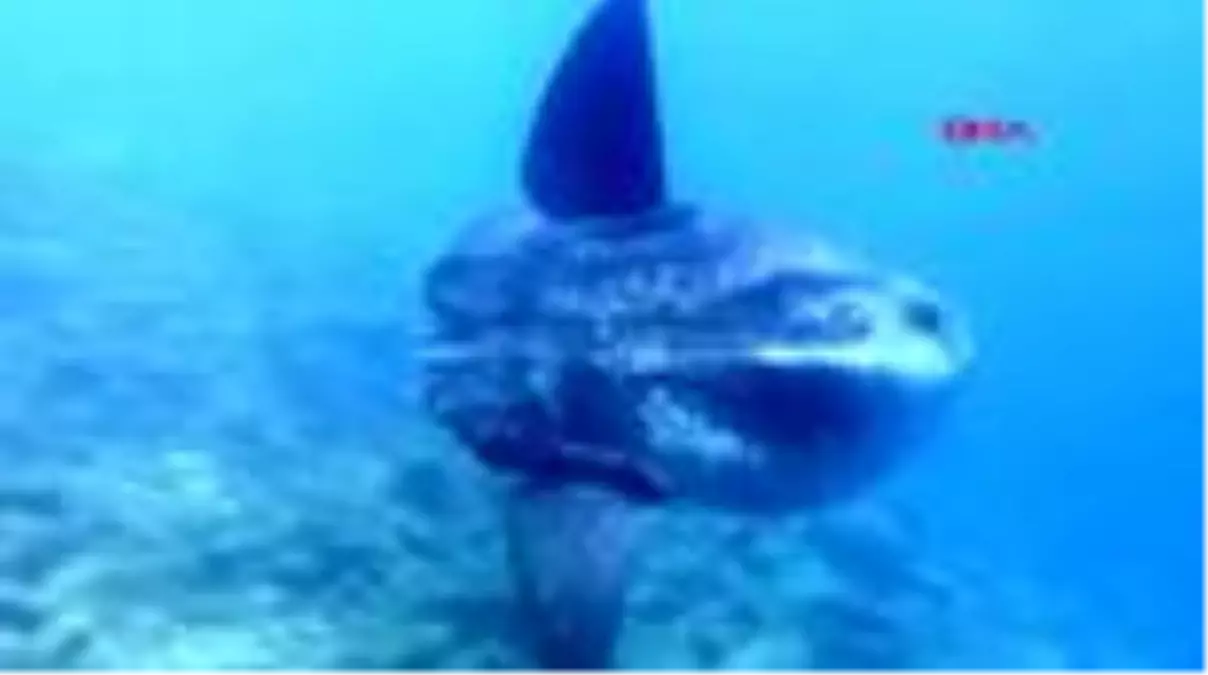 Saros Körfezi'nde dev ay balığı görüntülendi - Son Dakika