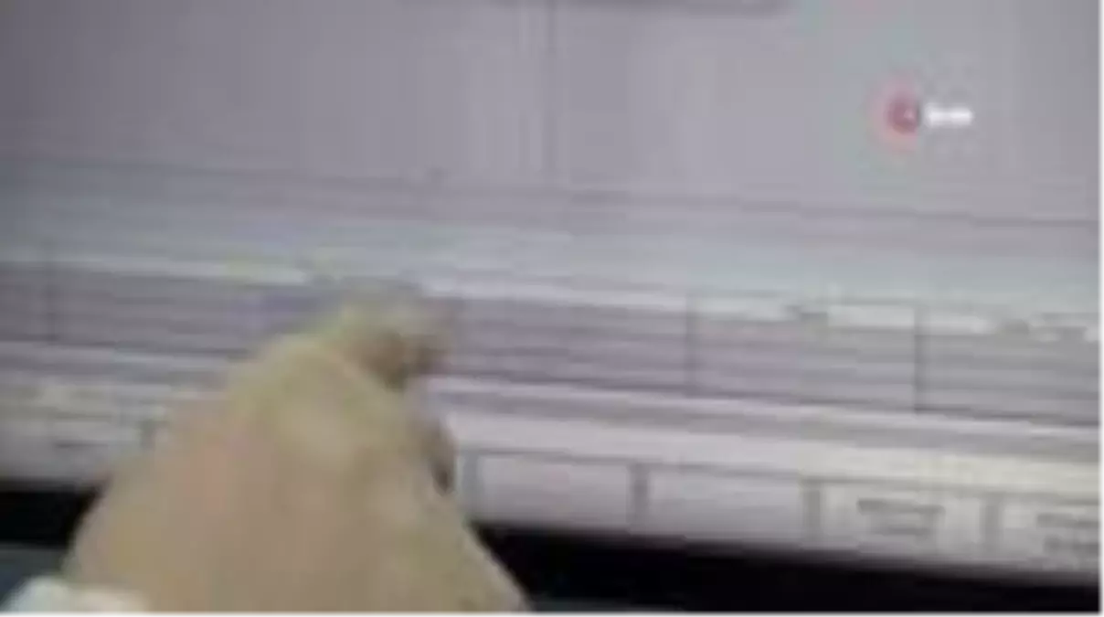 Çin'de aşı çalışmaları hızlanıyorÇin'de ilk Covid-19 aşısı patenti ...