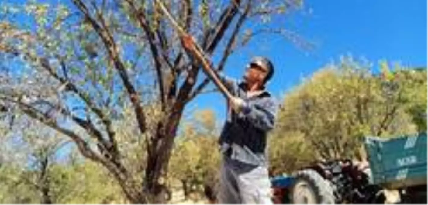 Datça'da badem hasadı devam ediyor - Son Dakika