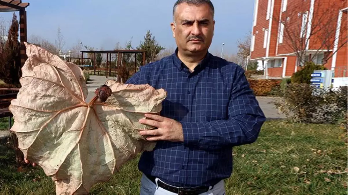 Arazi çalışmaları sonucunda keşfedilen Tel Işkını, dünyada sadece ...