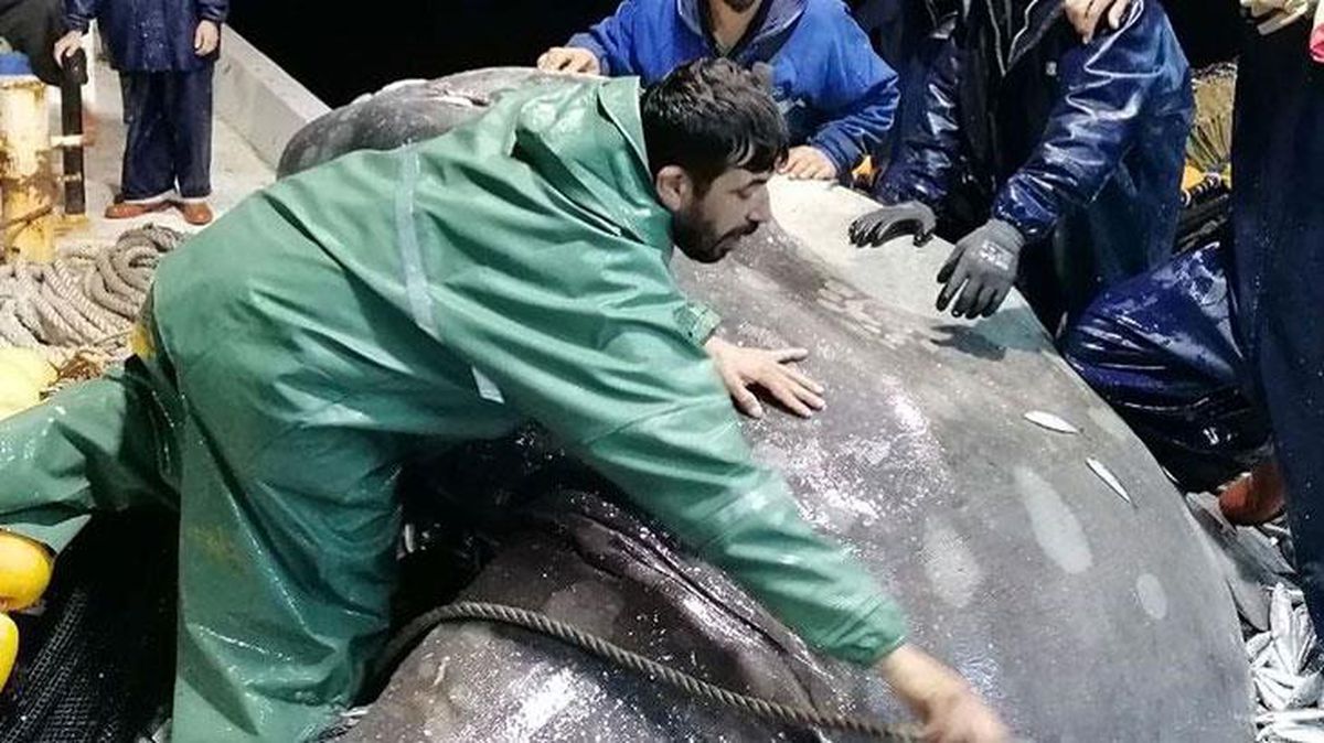 Nadir görülen dev ay balığı, Adana'da balıkçıların ağına takıldı - Son ...