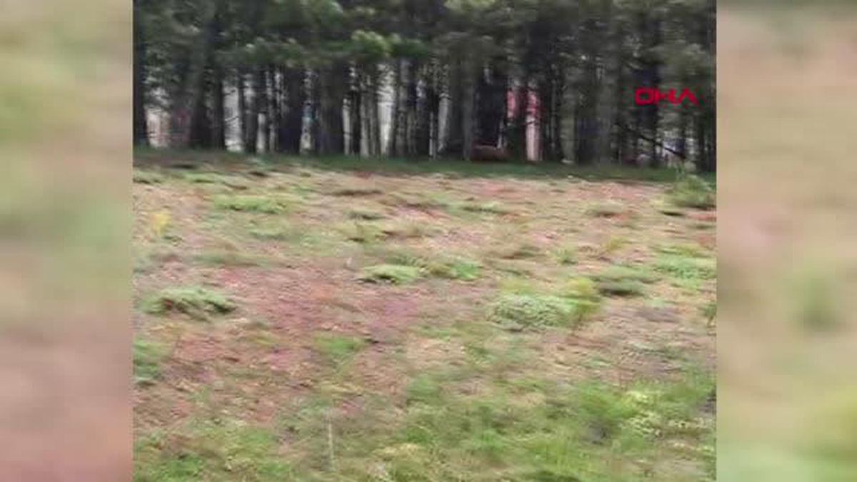 GEREDE'DE AYI MESİRE ALANINA İNDİ - Son Dakika