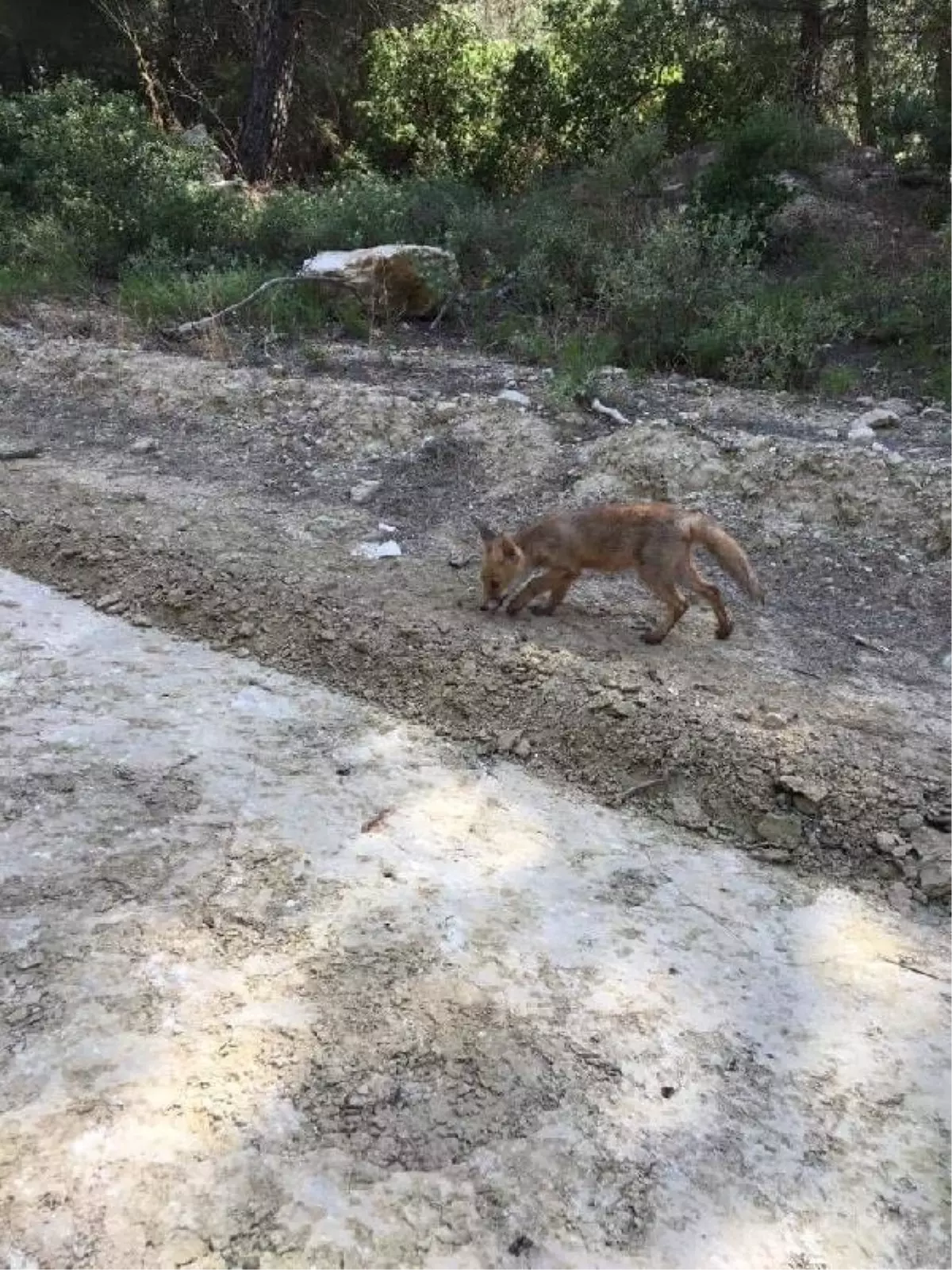 The fox, taken under protection a while ago in Canakkale is released ...