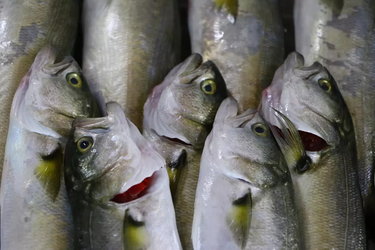 Marmara'da ağlara takılmaya başlayan lüfer balıkçıları sevindirdi - Son ...