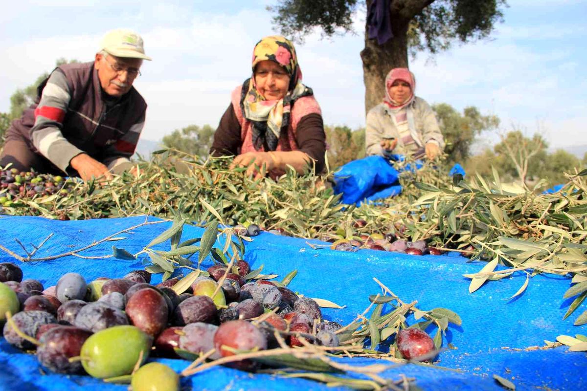 Aydın'da zeytin hasat sezonu başladı - Son Dakika
