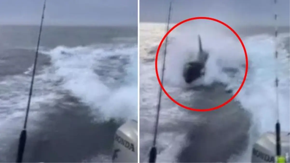 Katil balina tekneyi dişi balina sanınca olanlar oldu! Az daha ...