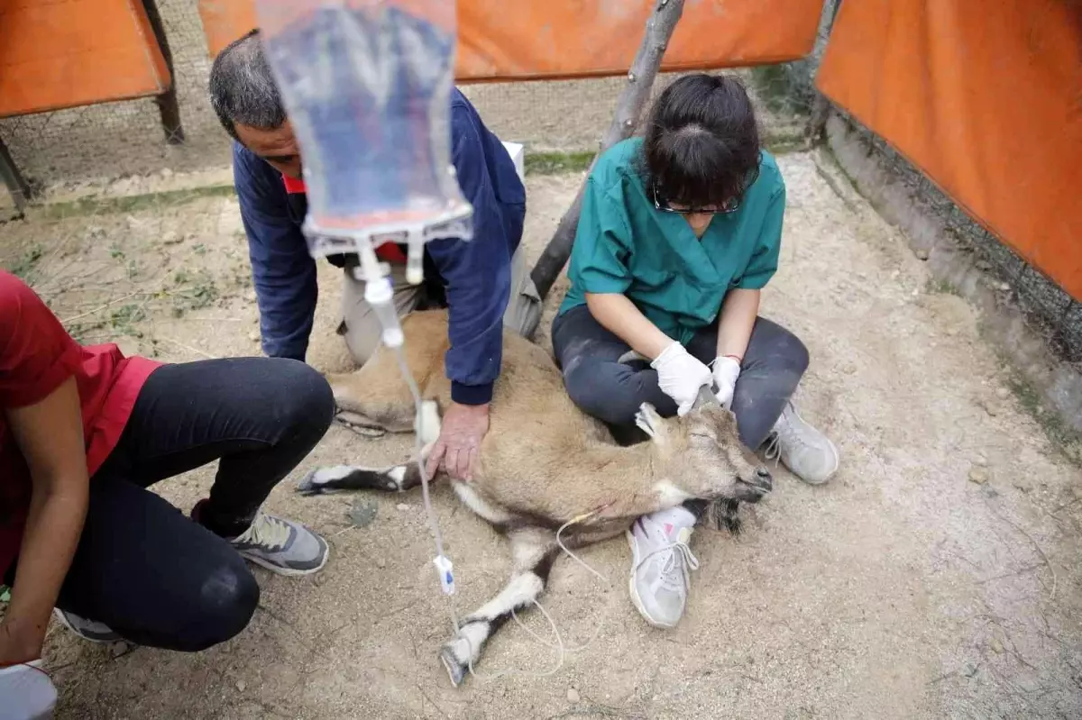 Halsiz düşen yaban keçisi ASAT'a sığındı - Son Dakika