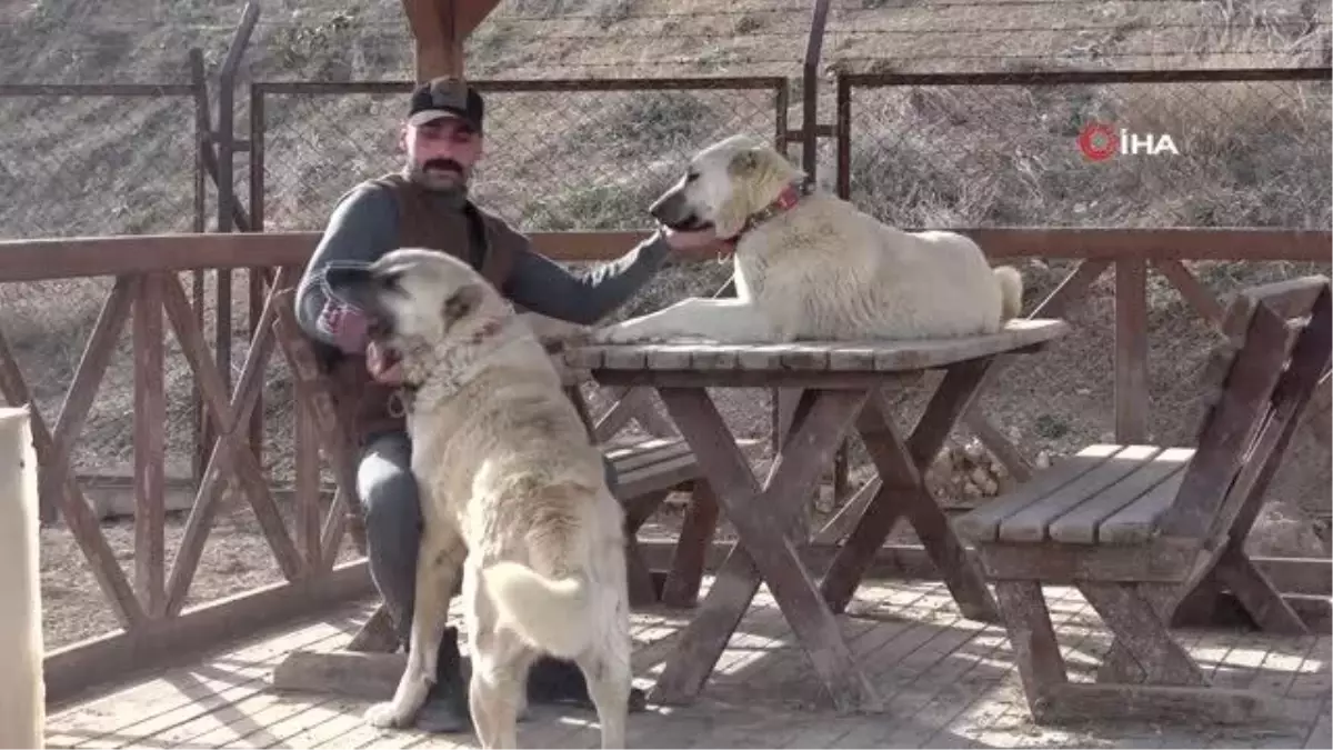 Türk aslanı yavrulama döneminde - Son Dakika