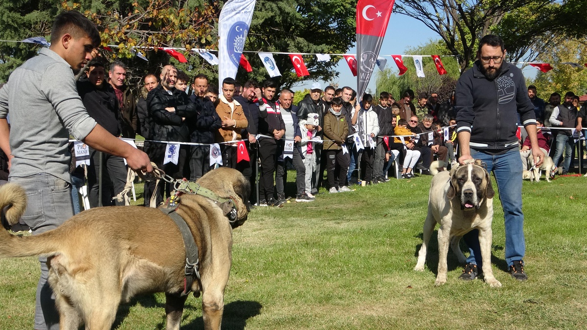 Türk çoban köpekleri renkli görüntüler oluşturdu - Son Dakika