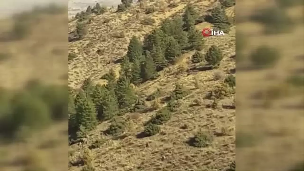 Elazığda Onlarca Yaban Domuzu Böyle Görüntülendi Son Dakika