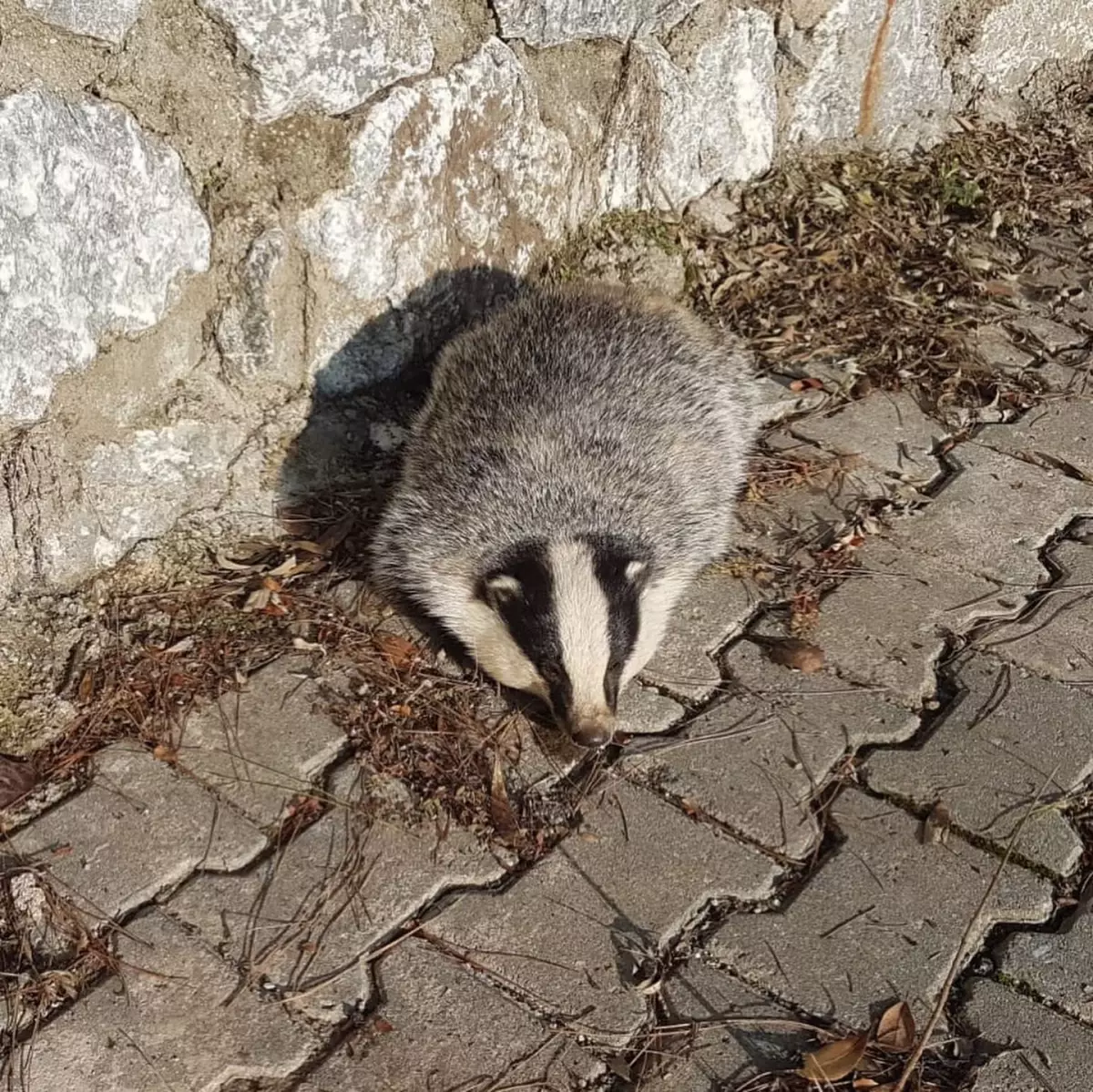 Marmaris'te bitkin halde bulunan porsuk tedaviye alındı - Son Dakika
