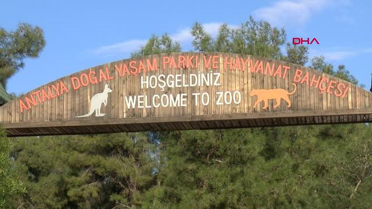 KURTARILAN YABAN HAYVANLARI, HAYVANAT BAHÇESİNDE GÜVEN İÇİNDE YAŞIYOR ...