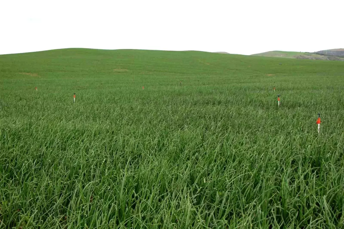 Amasya'da soğan ekimi üç kat arttı, hasat Mayıs sonunda - Son Dakika