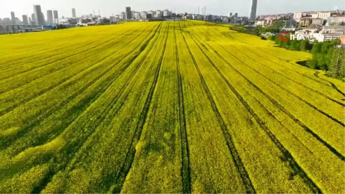 Kanola tarlası manzarası görenleri mest etti - Son Dakika