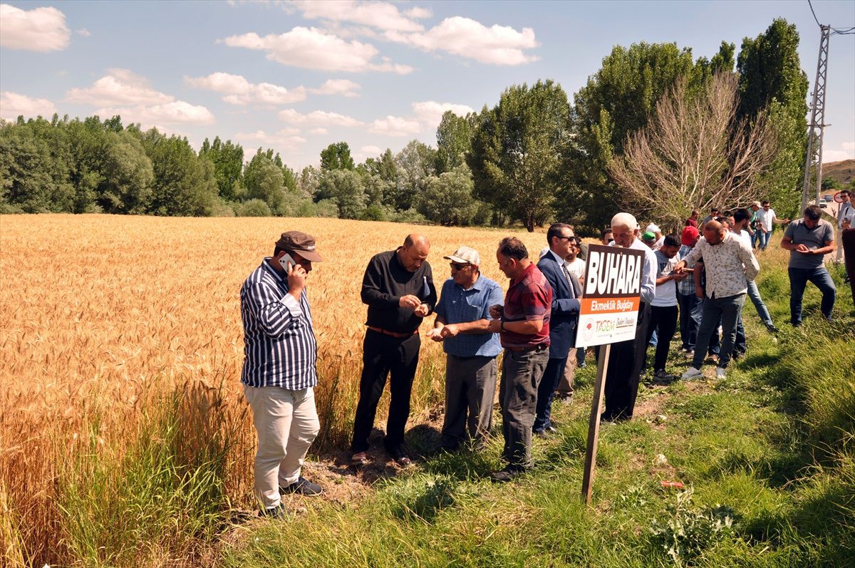 Yozgat'ta yerli buğday ve arpa çeşitleri tanıtıldı - Son Dakika
