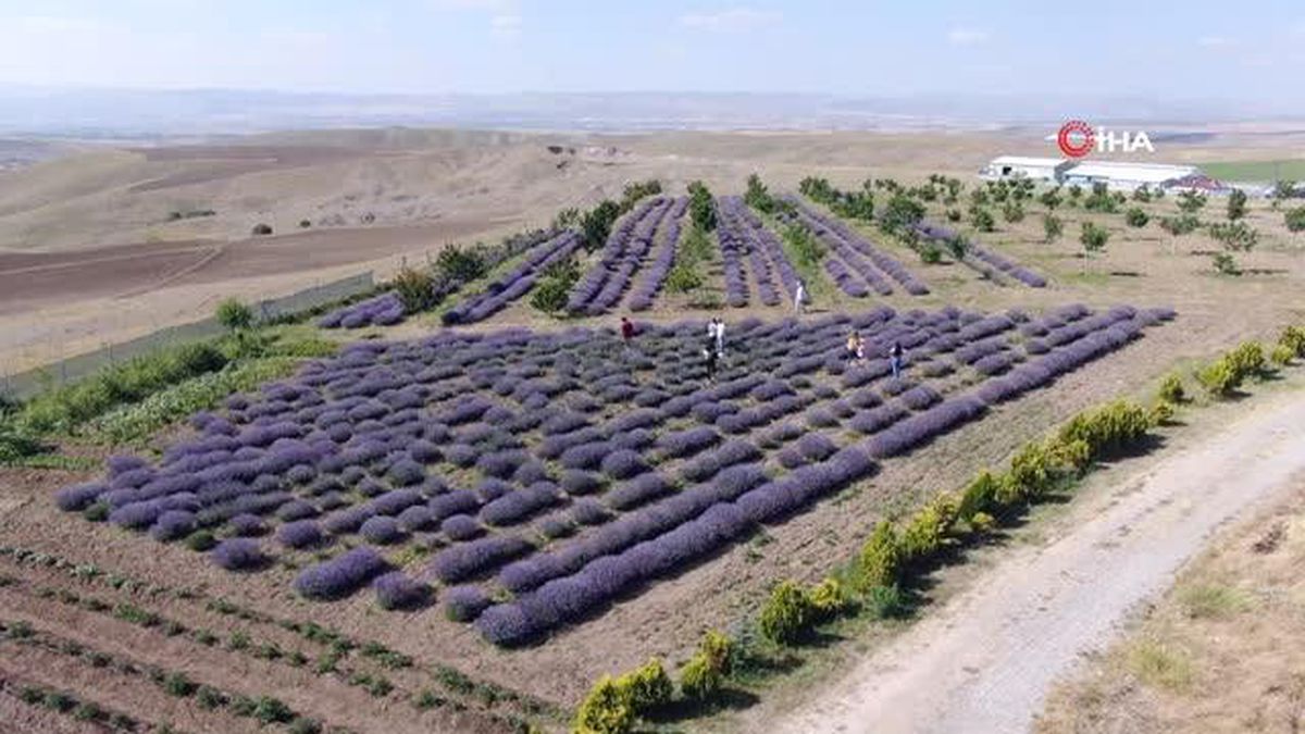 Lavanta Bahçesi Fotoğraf Stüdyosu Haline Geldi - Son Dakika