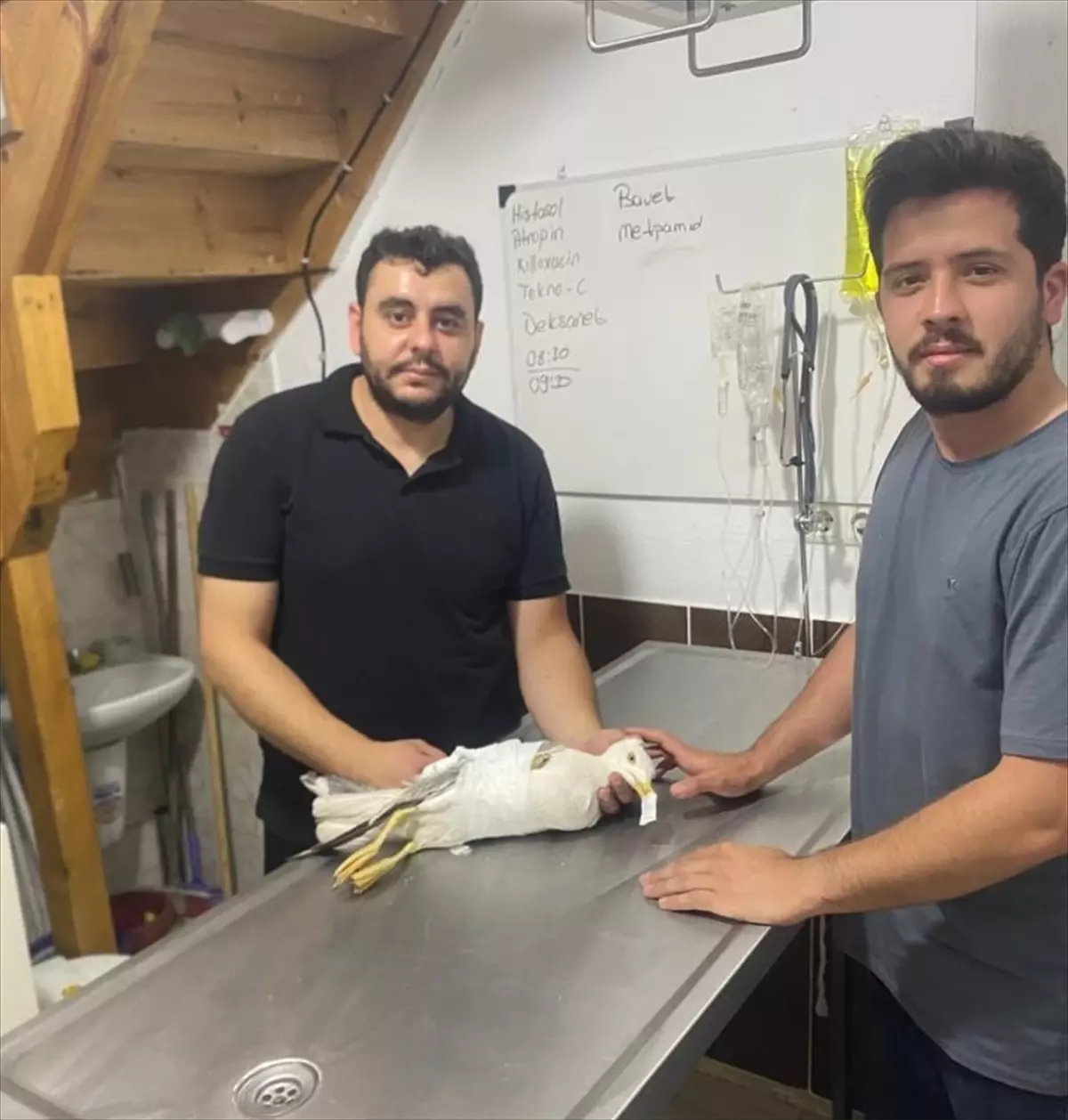İnebolu'da yaralı martı vatandaşlar tarafından veterinere teslim edildi ...