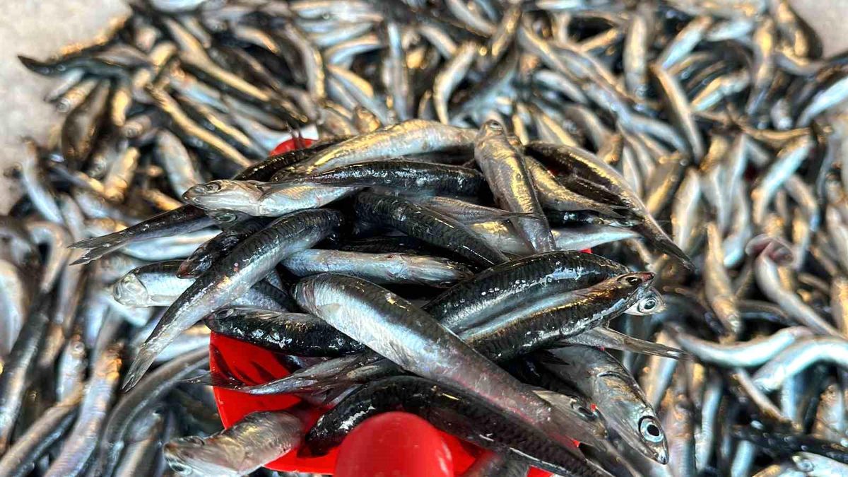Karadeniz'de Sezonun İlk Balıkları Tezgaha İndi - Son Dakika