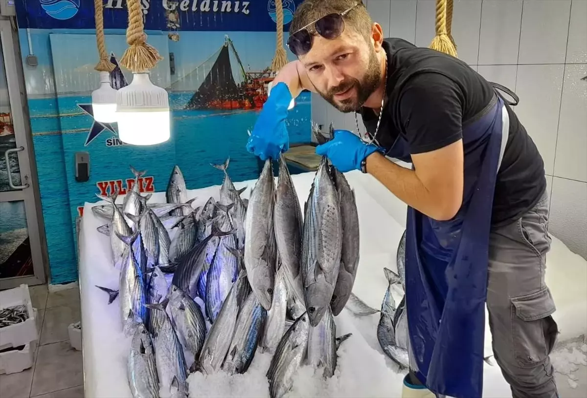 Sinop'ta balıkçıların ağlarına torik takıldı - Son Dakika